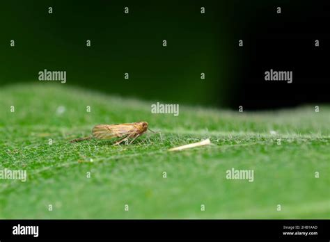 Honey Locust Leafhopper Eggs