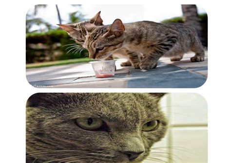 github sirinearfa search engine using elasticsearch image and text search engine using