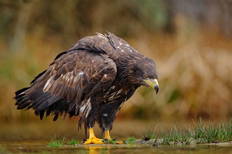 흰 꼬리 독수리 Haliaeetus 알비실라 물 위에 앉아 배경에 갈색 잔디와 어니 호수에 대한 스톡 사진 및 기타 이미지 어니 호수 겨울 고리 발톱 Istock
