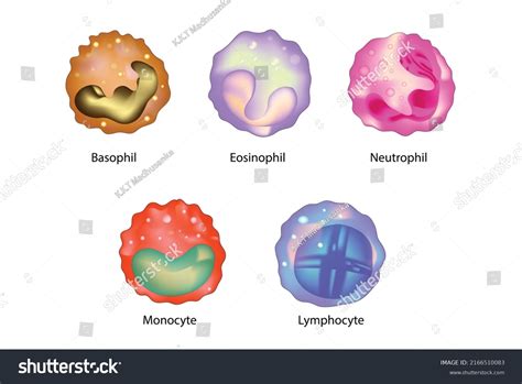 백혈구의 종류백혈구 종류 스톡 벡터로열티 프리 2166510083 Shutterstock