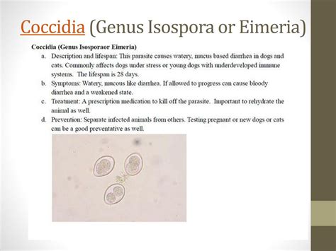 Ppt Parasites Powerpoint Presentation Free Download Id2300306
