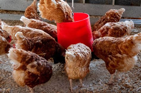 Can Insects Be Nutritionally Enhanced For Poultry Feed Poultry World