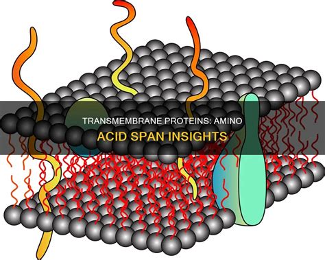 Transmembrane Proteins Amino Acid Span Insights Medshun