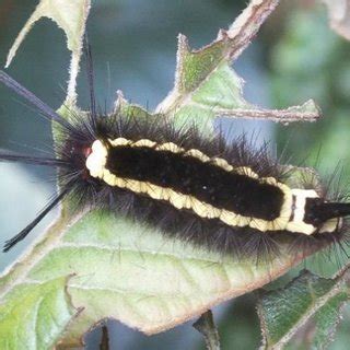 Design Of Conical Hopper Download Table