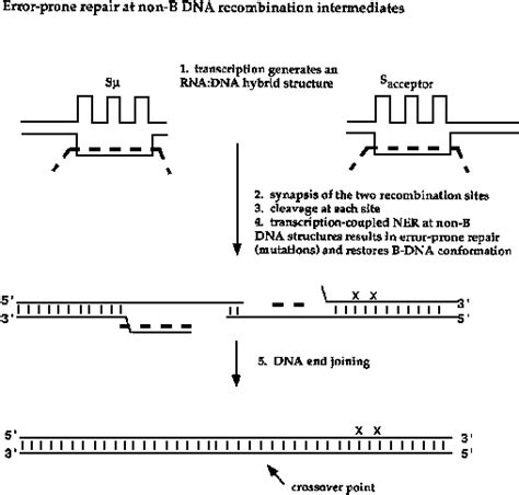 error prone repair model for class switch at non b dna recombination download scientific