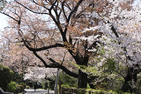 桜の名所江波山公園に咲くヤマザクラが満開を迎え花びらが舞い始める広島観光情報総合サイト 旅やか広島