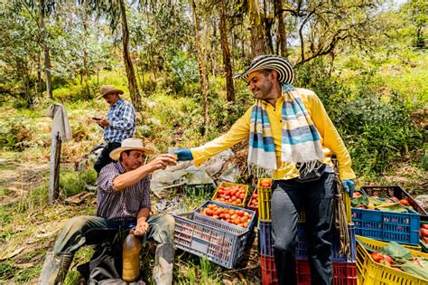농장에서 갓 수확한 토마토가 있는 상자 근처에서 휴식을 취하는 농부들 45 49세에 대한 스톡 사진 및 기타 이미지 45 49세 가족 공동체 Istock