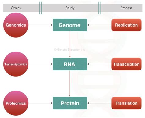 What Is Transcriptomics What Is Transcriptomics