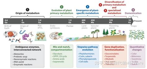 植物代谢组 植物的代谢起源及进化 知乎