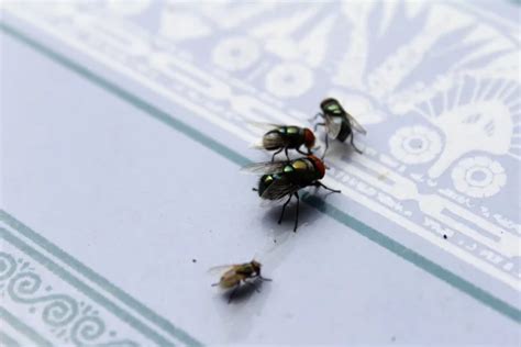 Flies Detection V2 Object Detection Dataset By Forentoproject