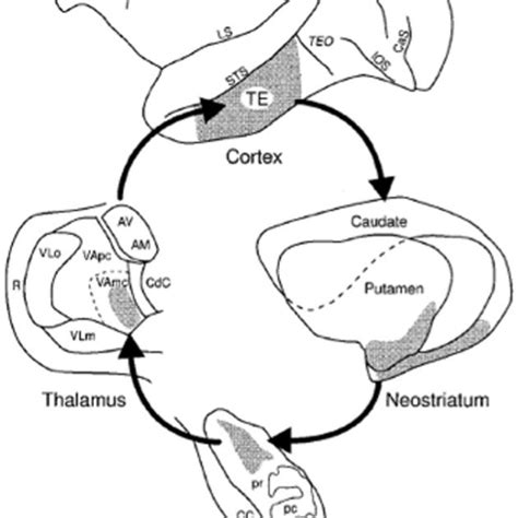 Illustration From Middleton And Strick 1996 Figure 4 Showing The Download Scientific Diagram