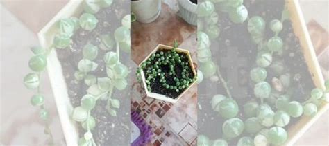 Крестовник роули вариегатный купить в Красноярске | Товары для дома и ...