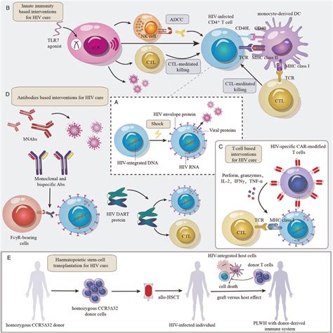 immune interventions for hiv cure a shock hiv out of hiding hiv