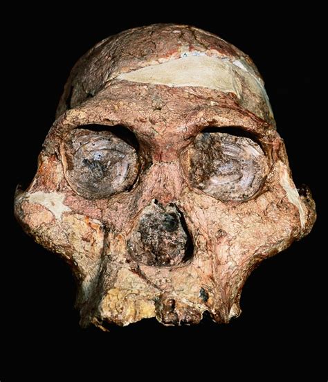 Australopithecus Ramidus Skull