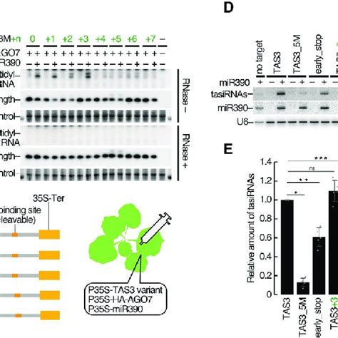 A Sequence Of Sirna Targeting Luciferase Mrna Modified Nucleotides Download Scientific