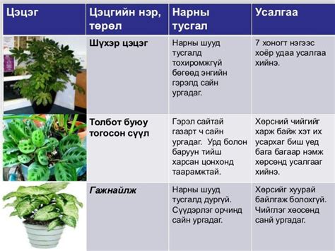 ЦЭЦГИЙН ТАЛААРХ СУДАЛГАА