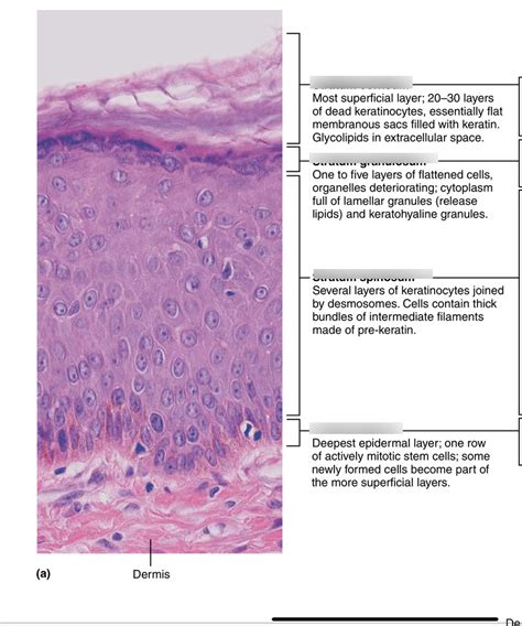 The Epidermis Labeling Diagram Quizlet