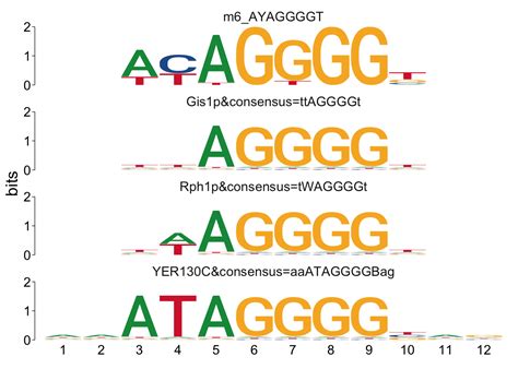 Chapter 12 Motif Analysis Meme Suite Genomic Data Analysis Course