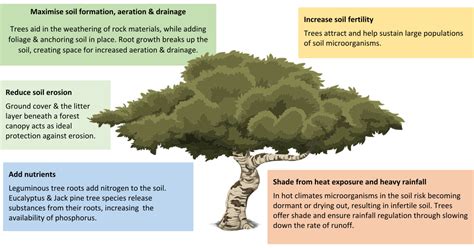 The Value Of Trees Soil Protection Word Forest