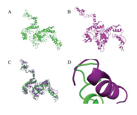 A Model Structure Of Wildtype Protein B Model Structure Of Nssnp