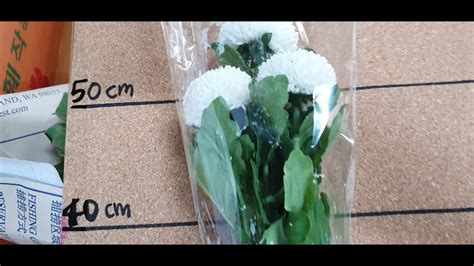 화이트팝 생화 인터넷꽃도매시장 생화택배 생화도매 인터넷꽃시장 인터넷꽃도매 장미대량구매 꽃 꽃다발 꽃도매 꽃시장 부산꽃시장 김해꽃시장 꽃쇼핑몰 김해꽃 부산꽃 꽃싸게사는법