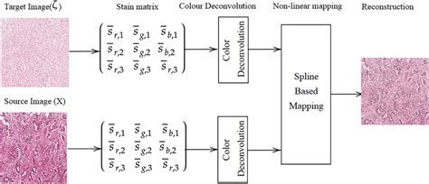 Stain Normalisation Algorithm 1 Estimate Stain Matrix 2 Compute Download Scientific