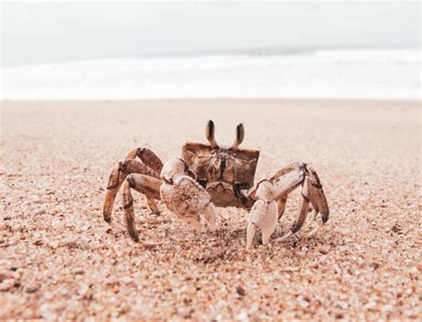 Cancer Spirit Animal 5 Animals Symbolizing This Zodiac Sign