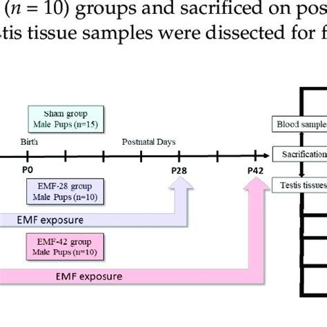 The Scheme Of The Experiment EMF Electromagnetic Field FSH Download Scientific Diagram