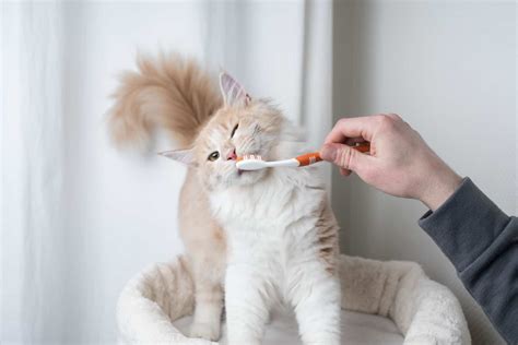 Cat Teeth Age Chart A Way To Learn How Old Your Cat Is