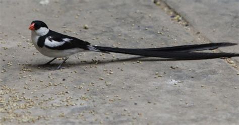 20cm나 되는 긴 꼬리로 여심을 유혹하는 수컷 새