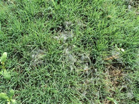 Mk S Bull S Eye Greens Blog Pythium Spp