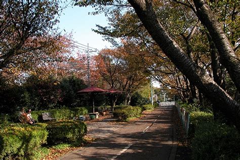 花も実もある遊歩道小平グリーンロードコース小平市 e moshicomイーモシコム