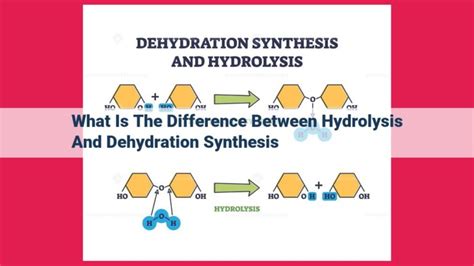 Hydrolysis Vs Dehydration Synthesis Essential Chemical Reactions For Life