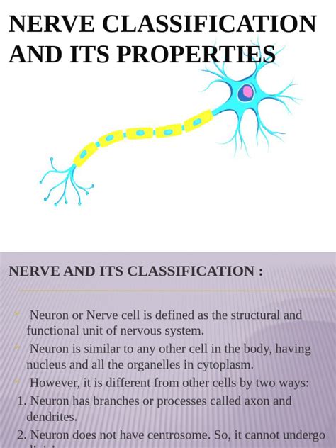 Nerve Classification And Its Properties Pdf Motor Neuron Neuron