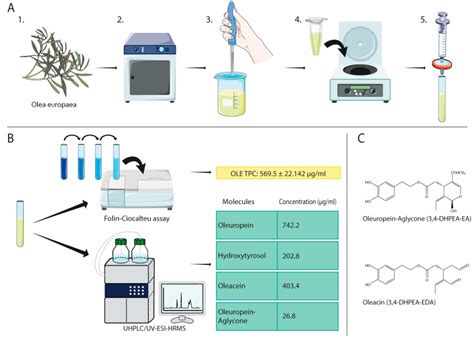Anti Inflammatory Effects Of Olive Leaf Extract And Its Bioactive Compounds Oleacin And