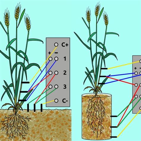 Configuration Of The Electrodes And Electrical Impedance Spectroscopy Download Scientific