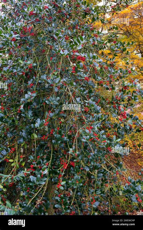 Ilex Aquifolium Jc Van Tol Stock Photo Alamy