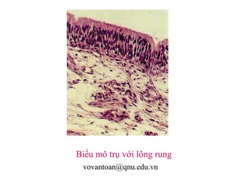 Cac Loai Mo Dong Vat Ppt