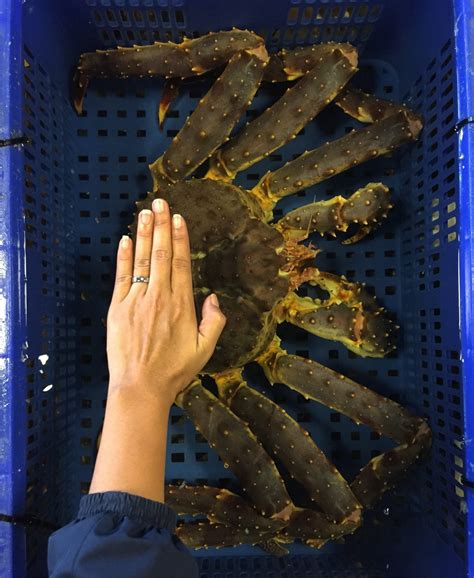 Facts About Crab Legs At Kathy Lighty Blog