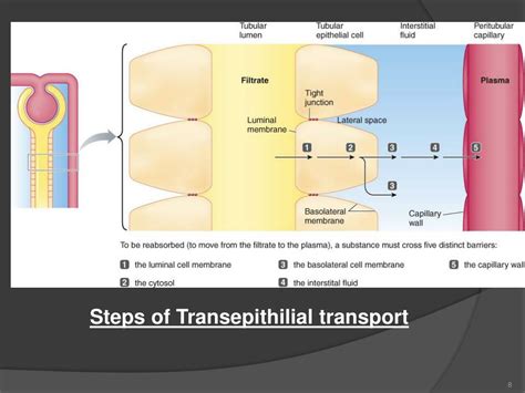 Ppt Tubular Reabsorption 1 Powerpoint Presentation Free Download