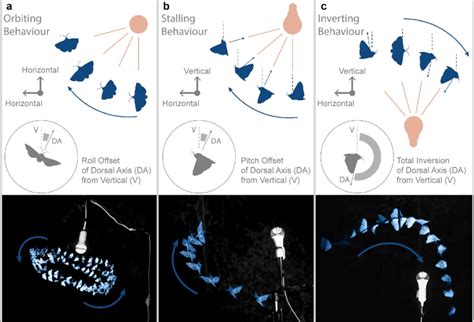 Insects Flying Around A Light Source In The Field Display 3 Common