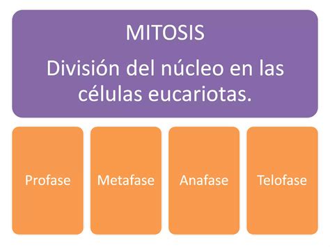 Ciclo Celular Eucariota Ppt