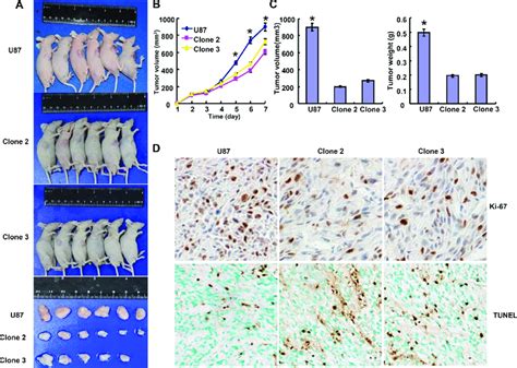 Ing5 Suppresses The Tumor Growth Of Glioma Cells In Vivo The Growth Of