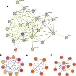 A Based On STRING Database Protein Protein Interaction Networks Of Download Scientific