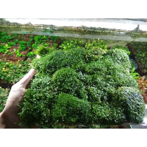 Jual Ricardia Moss Daun Mini Shopee Indonesia
