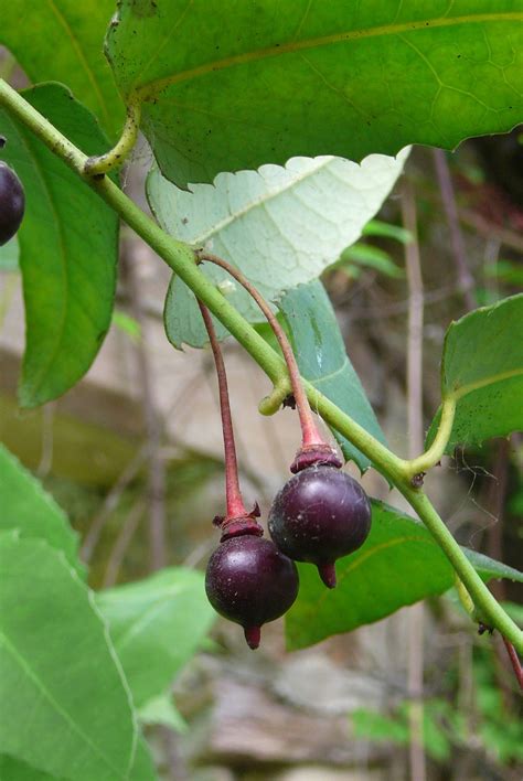 Berberidopsis Corallina Trees And Shrubs Online