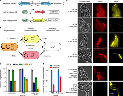 An Orthogonal Asymmetric Plasmid Partitioning System A Schematics Of