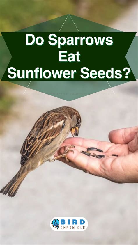 Do Sparrows Eat Sunflower Seeds Favorite Types Explained