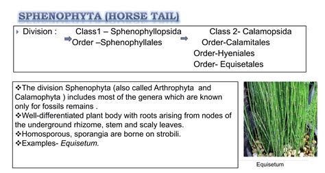 Classifications Of Pteridophytes Pptx