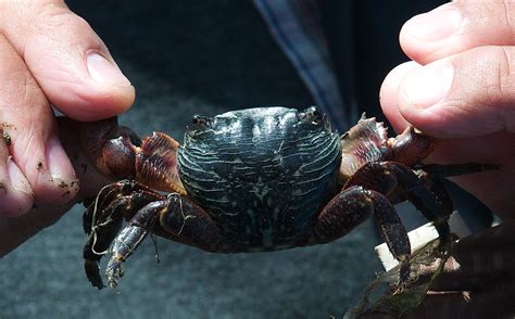Pachygrapsus Crassipies Lined Shore Crab Note The Two Sp Flickr